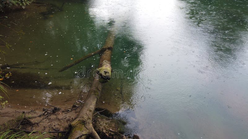 Trunk Submerged in the River Deva Stock Photo - Image of deva ...