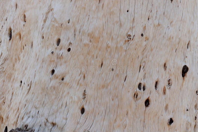 Trunk Surface Texture Background. Stock Image - Image of detail, peel ...