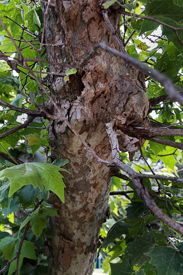 Trunk of Sycamore Tree with Branches and Leaves and Textured Bark Stock ...