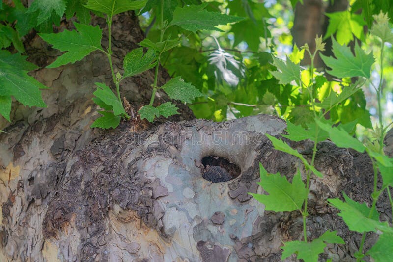 The Trunk of a Sycamore Tree, from Which Young Green Stems with Tender ...