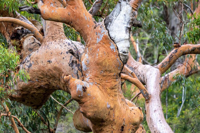 Sydney Red Gum Tree stock image. Image of tree, costata - 301720043
