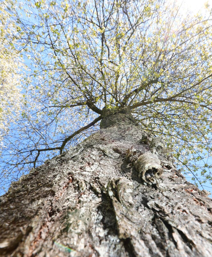 Trunk of the Tall Cherry Tree with White Flowers Blooming in Spring and ...