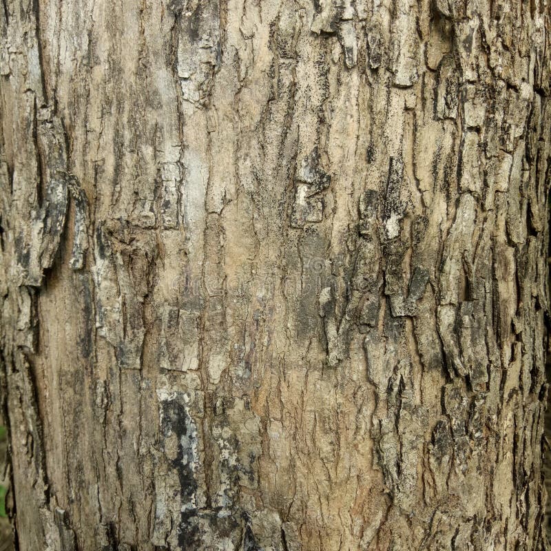 Trunk of Teak Tree Tectona Grandis is a Tropical Hardwood Tree Species ...