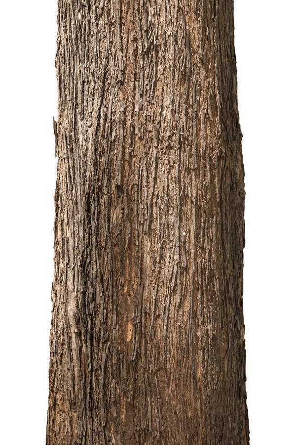 Trunk of Teak Tree Isolated on White Background Stock Photo - Image of ...