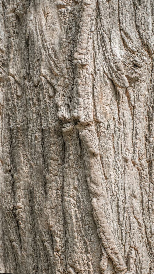 Beige Earth Bump Stone Texture for Background, Wallpaper, Material ...