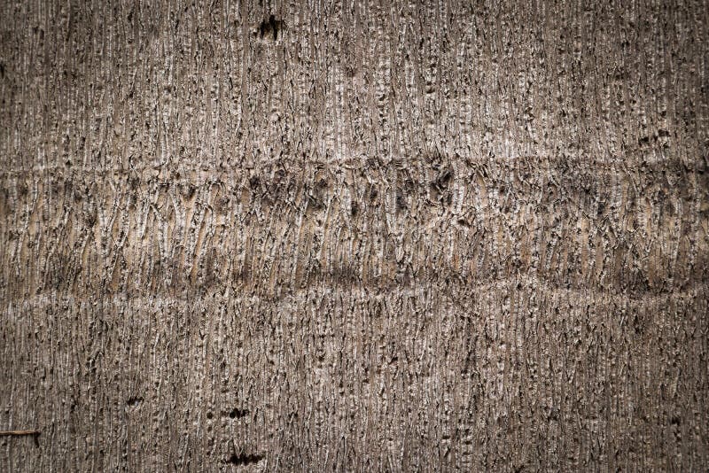 Trunk Texture Background Wallpaper. Tree Stem Texture. Stem Pattern ...