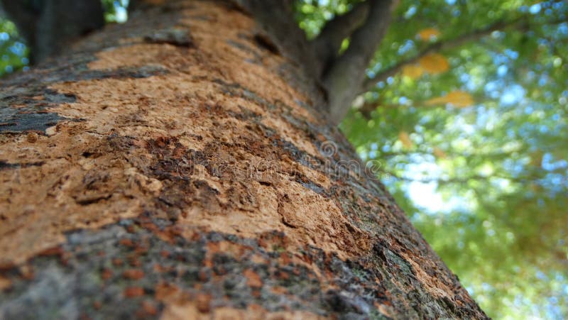 Trunk texture stock image. Image of aging, living, close - 74528125