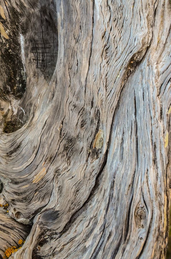 Trunk Texture Gnarled Juniper Tree Stock Photo - Image of shaped ...