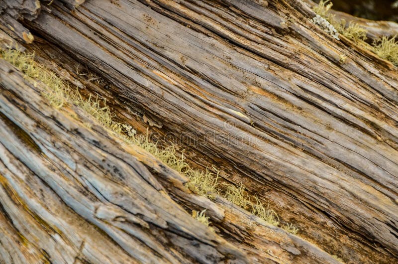 Trunk Texture Gnarled Juniper Tree Stock Photo - Image of spain ...