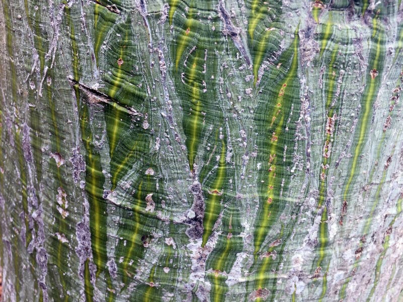 Trunk Textures and Colors in Green Stock Image - Image of wood, close ...