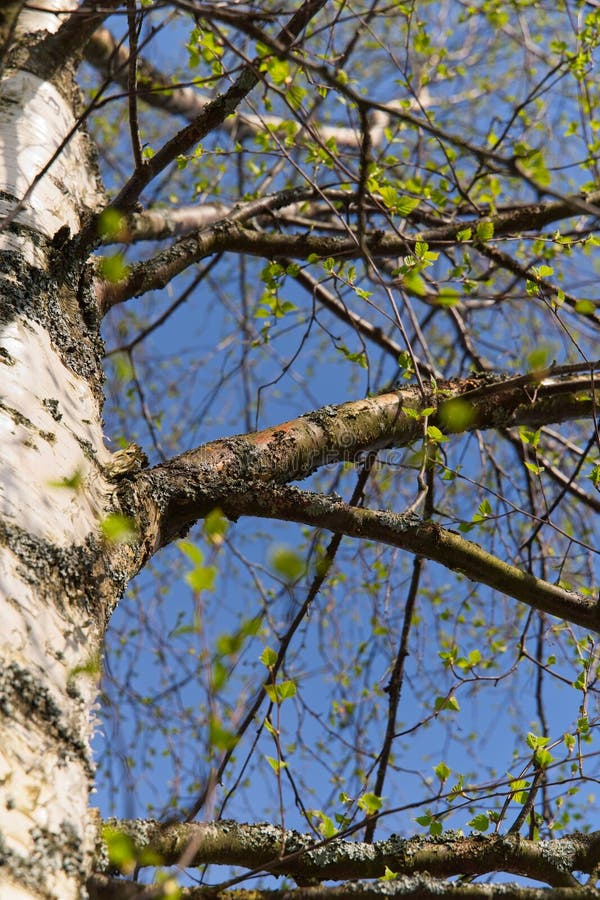 Branches of an Old Birch with Young Leaves Against the Background of ...