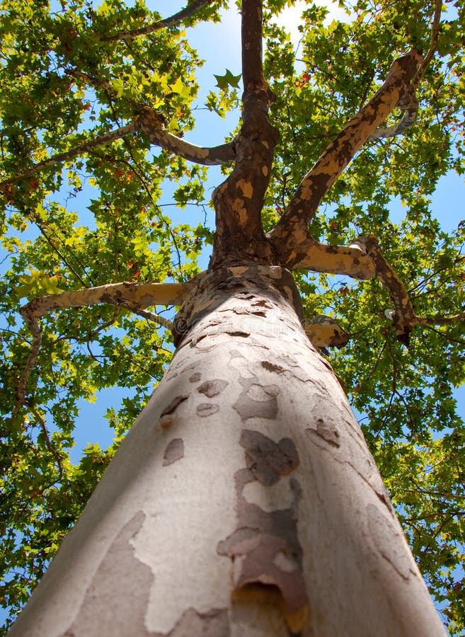 Trunk and the Top of a Sycamore. Stock Image - Image of sycamore ...