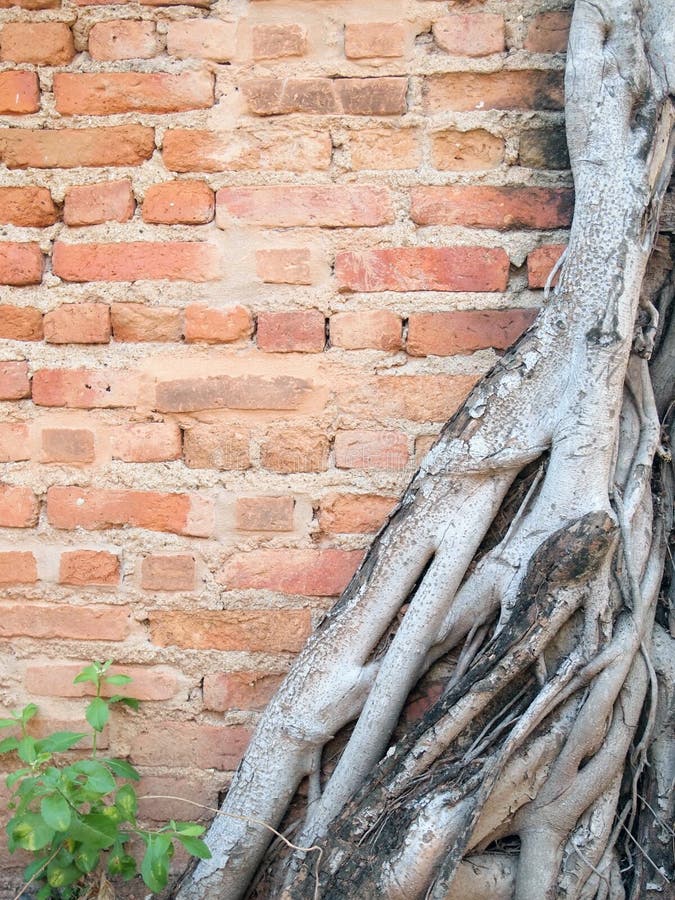 Trunk of the tree stock photo. Image of trunk, rugged - 140773736