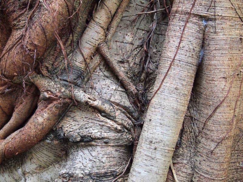 Trunk of the tree stock image. Image of green, grow - 142776795