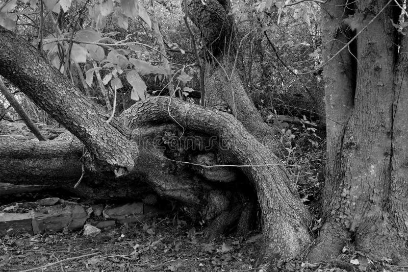 The Trunk of the Tree is All Tangled Up. Stock Photo - Image of tree ...