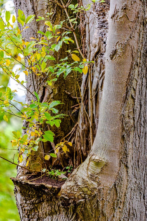 Trunk of a Tree with Another Tree Growing in it Stock Photo - Image of ...
