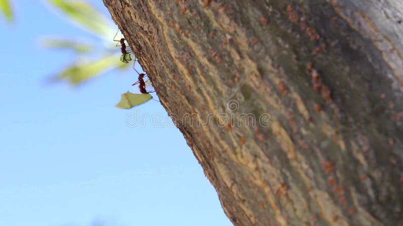 Ants in a trunk of a tree stock video. Video of wild - 133149953