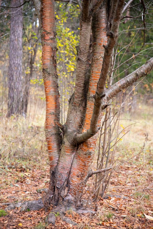 The Trunk of a Tree in the Autumn Forest is Red, There are Many Trunks ...