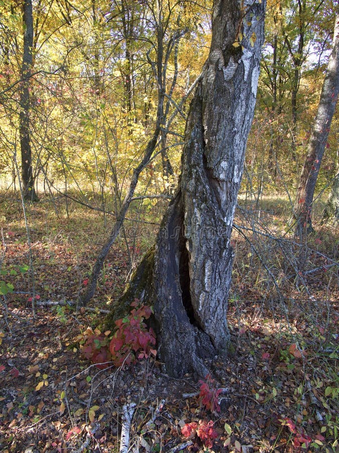 The Trunk of a Tree after Being Hit by Lightning Stock Image - Image of ...