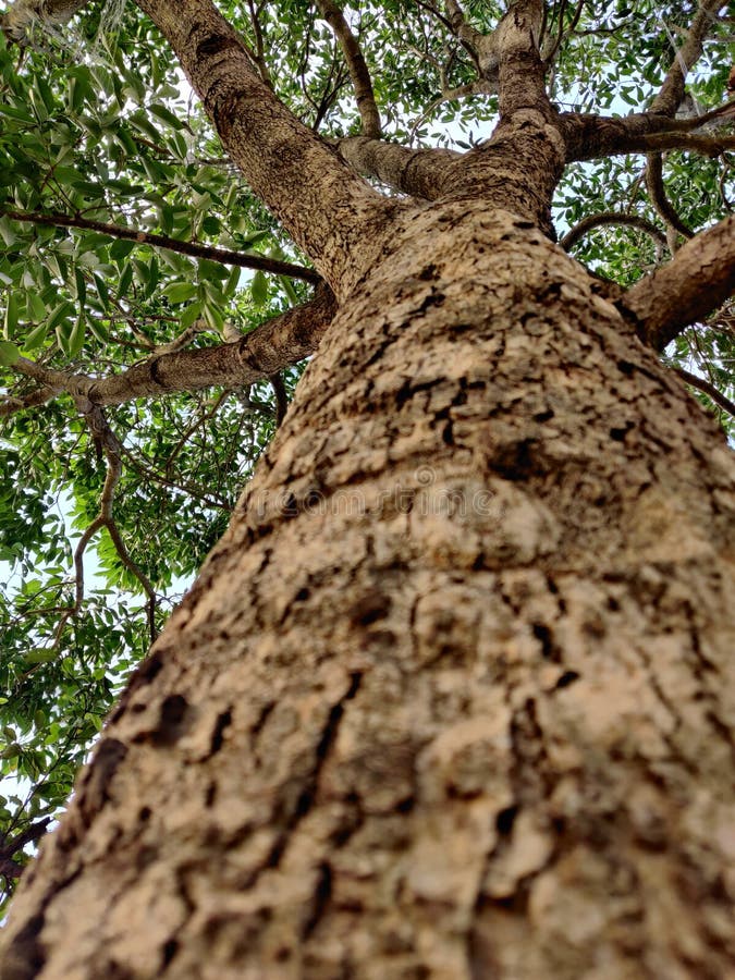 Trunk of a Tree with Branches Captured from the Down Stock Image ...