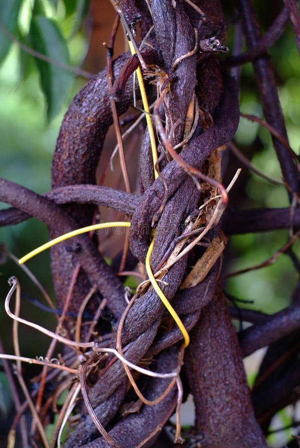 Trunk of the tree. stock image. Image of china, autumn - 35079691