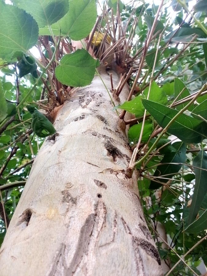 Pakistan Pop Stock Photos - Free & Royalty-Free Stock Photos from ...