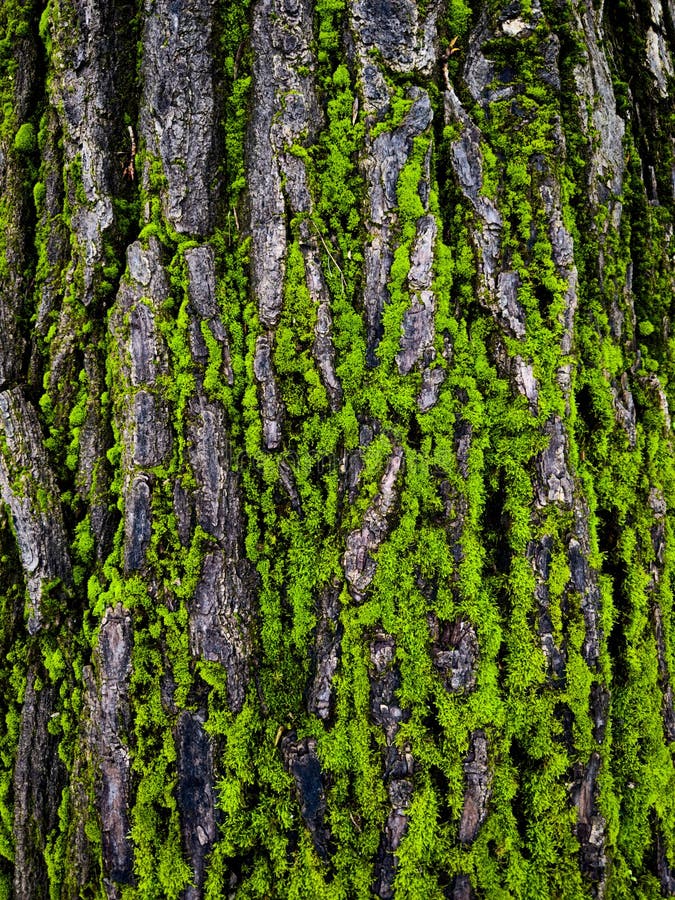 The Trunk of a Tree, Covered with Green Moss on the North Side Stock ...