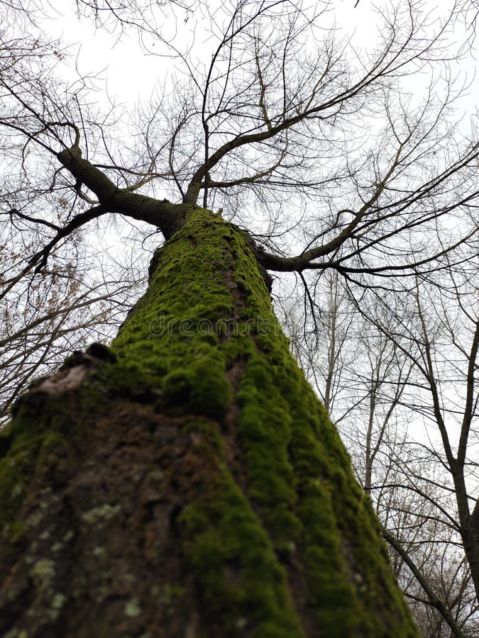 The Trunk of the Tree Covered with Green True Mosses Stock Image ...