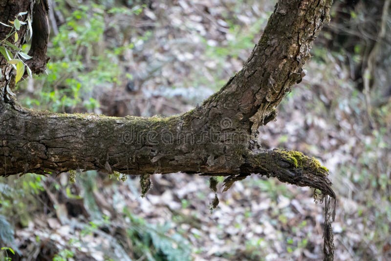 Tree Trunk in the Forest Covered with Green Grass Stock Image - Image ...