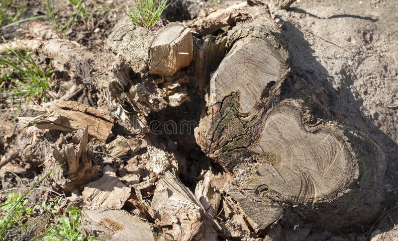 Large Tree Roots in a Sandy Area, Large Roots Stock Image - Image of ...