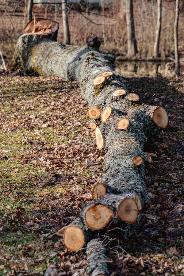 The Trunk of a Tree with Cut Branches on the Ground Stock Image - Image ...