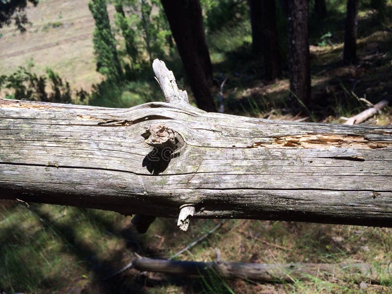 Trunk of tree stock photo. Image of firewood, wood, dead - 43766488