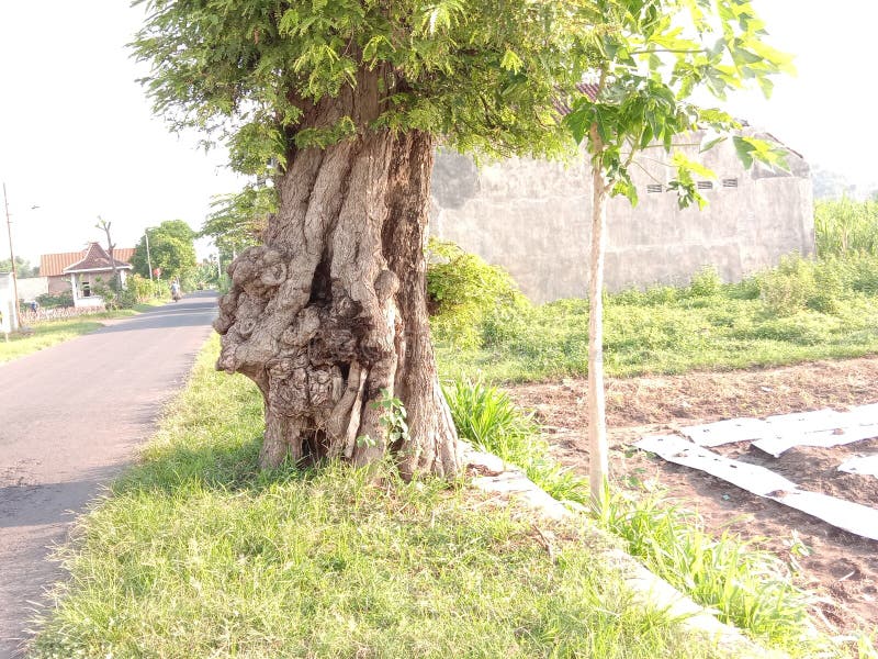 Trunk of the Tree on the Edge of Road Stock Image - Image of field ...