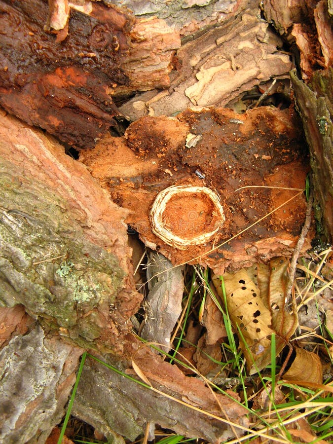 Moss-damaged Trees in the Cut Stock Image - Image of break, relief ...