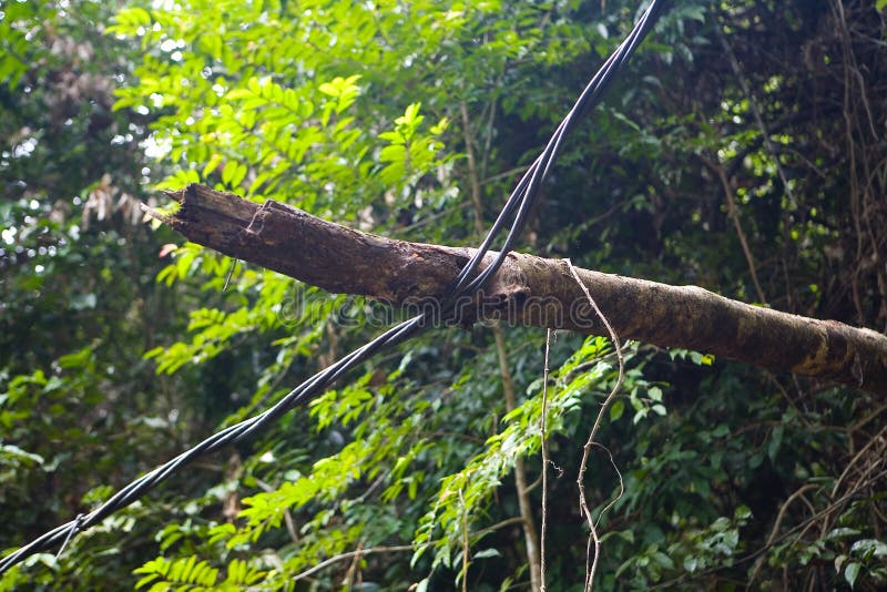 The Trunk of the Tree Fell on the Electrical Wires Stock Photo - Image ...