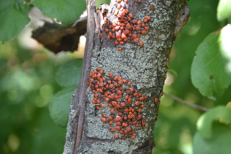The Trunk of the Tree is Full of Ladybugs Stock Photo - Image of white ...