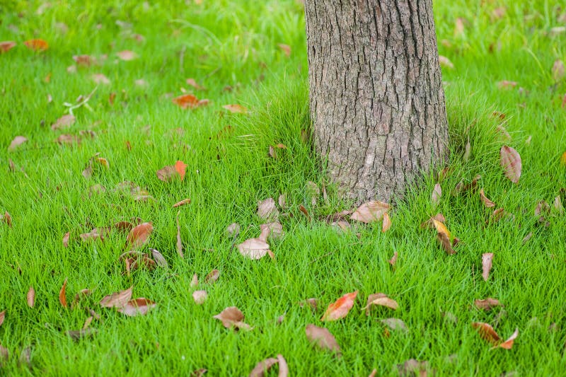 Trunk of the Tree on the Grass Field Stock Photo - Image of nature ...