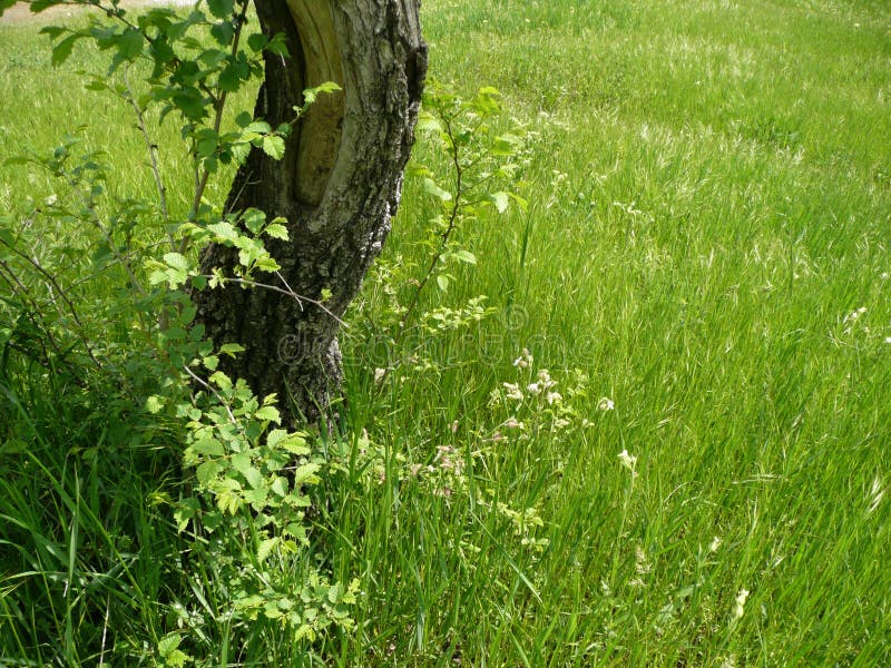 The Trunk of the Tree in the Grass Stock Image - Image of gardening ...