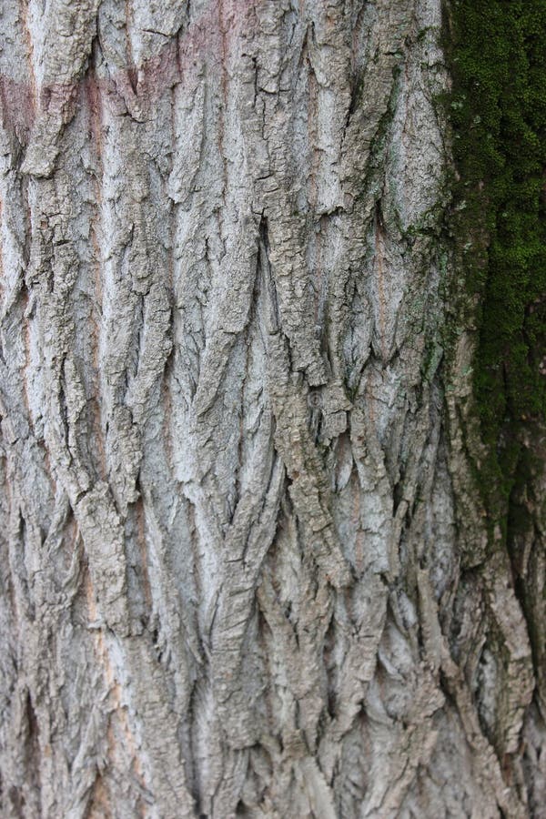 Thick Tree Bark. Macro. Russia. Stock Image - Image of spruce, tree ...