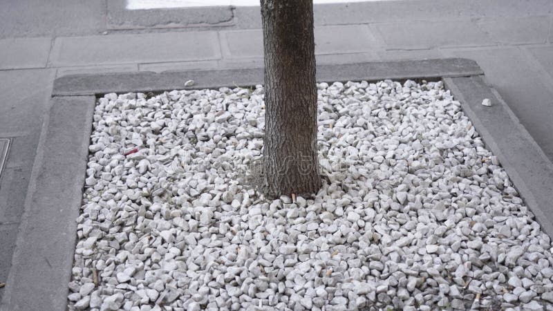 Trunk of the Tree Growing in the Middle of the City Stock Video - Video ...