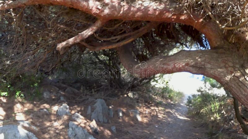 Lot of Tree Branches Casting Shade Along the Path. Stock Video - Video ...