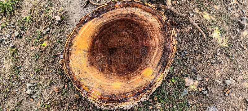 The Trunk of a Tree that Has Been Felled Has a Unique Structure Stock ...