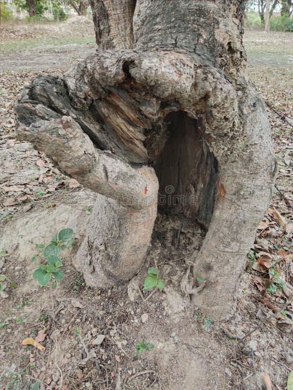 Trunk of Tree with Hole, in the Garden or Jungle Stock Photo - Image of ...