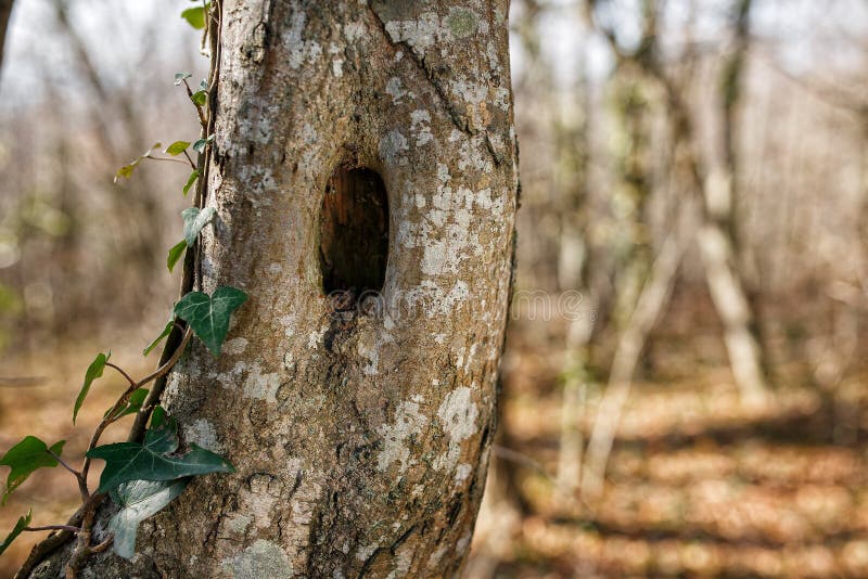 Trunk of Tree with Hole, in the Park Stock Photo - Image of circle ...
