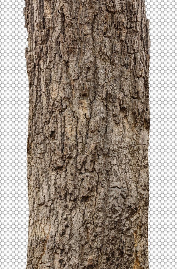 Trunk of a Tree Isolated on Transparent Picture Background with ...