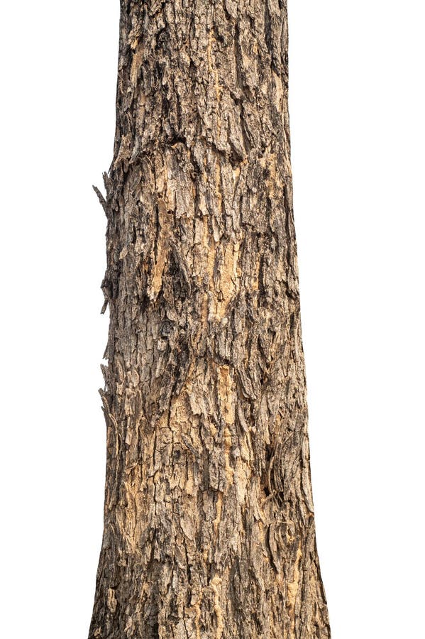 Trunk of a Tree Isolated on White Background . Stock Photo - Image of ...