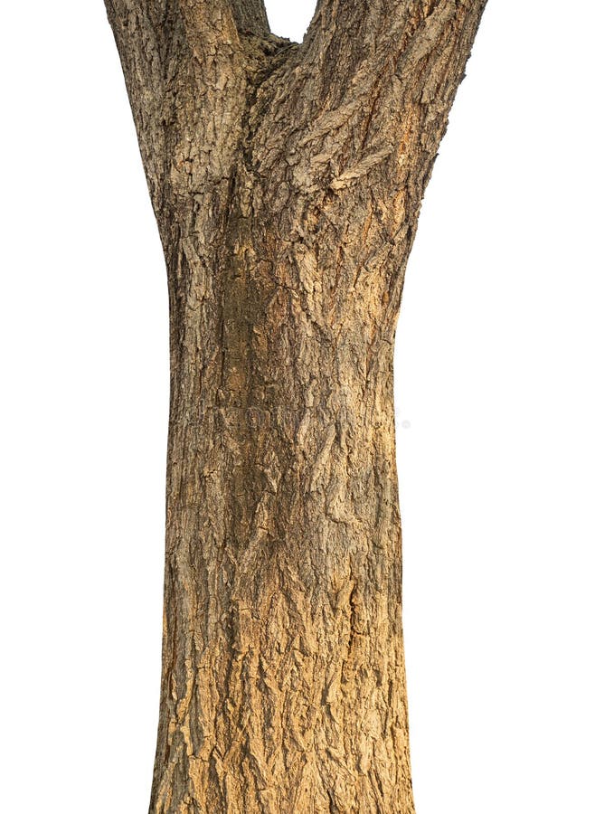 Trunk of a Tree Isolated on White Background . Stock Photo - Image of ...