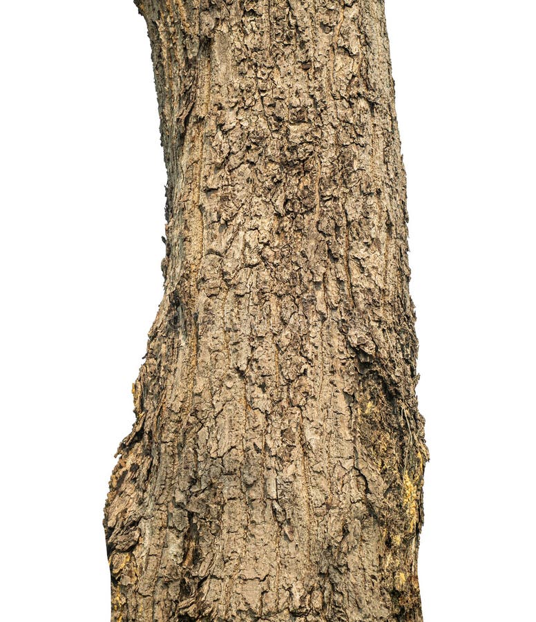 Trunk of a Tree Isolated on White Background . Stock Photo - Image of ...