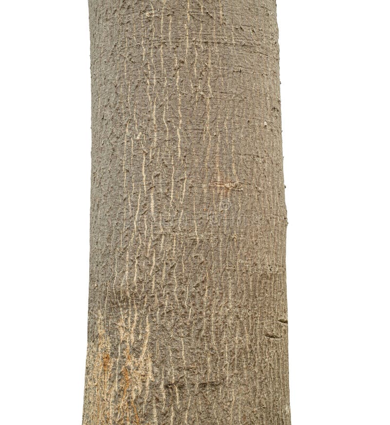 Trunk of a Tree Isolated on White Background . Stock Image - Image of ...