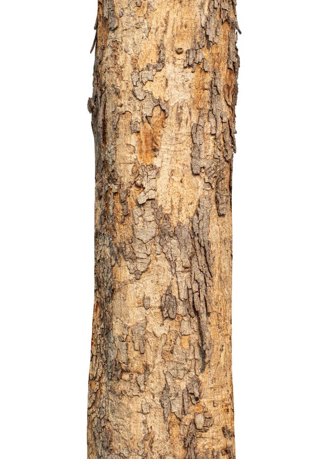 Trunk of a Tree Isolated on White Background . Stock Photo - Image of ...